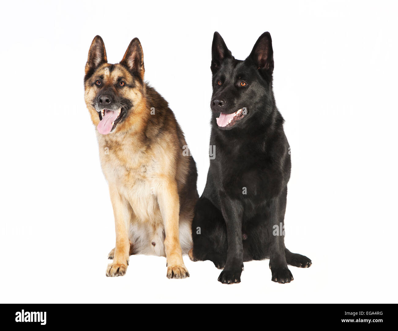 German shepherds hi-res stock photography and images - Alamy