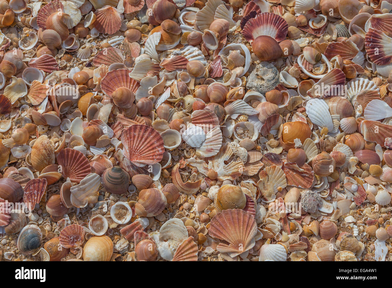Portugal Algarve Praia da Coelha Atlantic coast, shell on beach Stock ...
