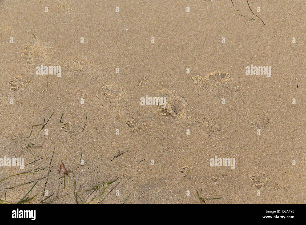 footprint sand close up texture Stock Photo - Alamy