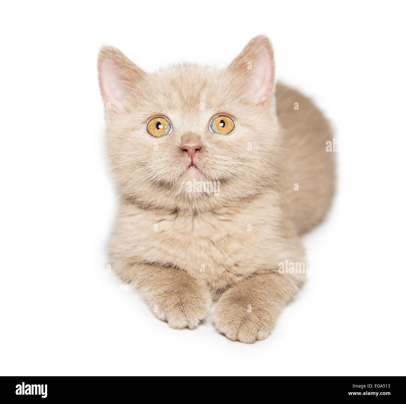 ginger British cat Isolated on white background Stock Photo - Alamy