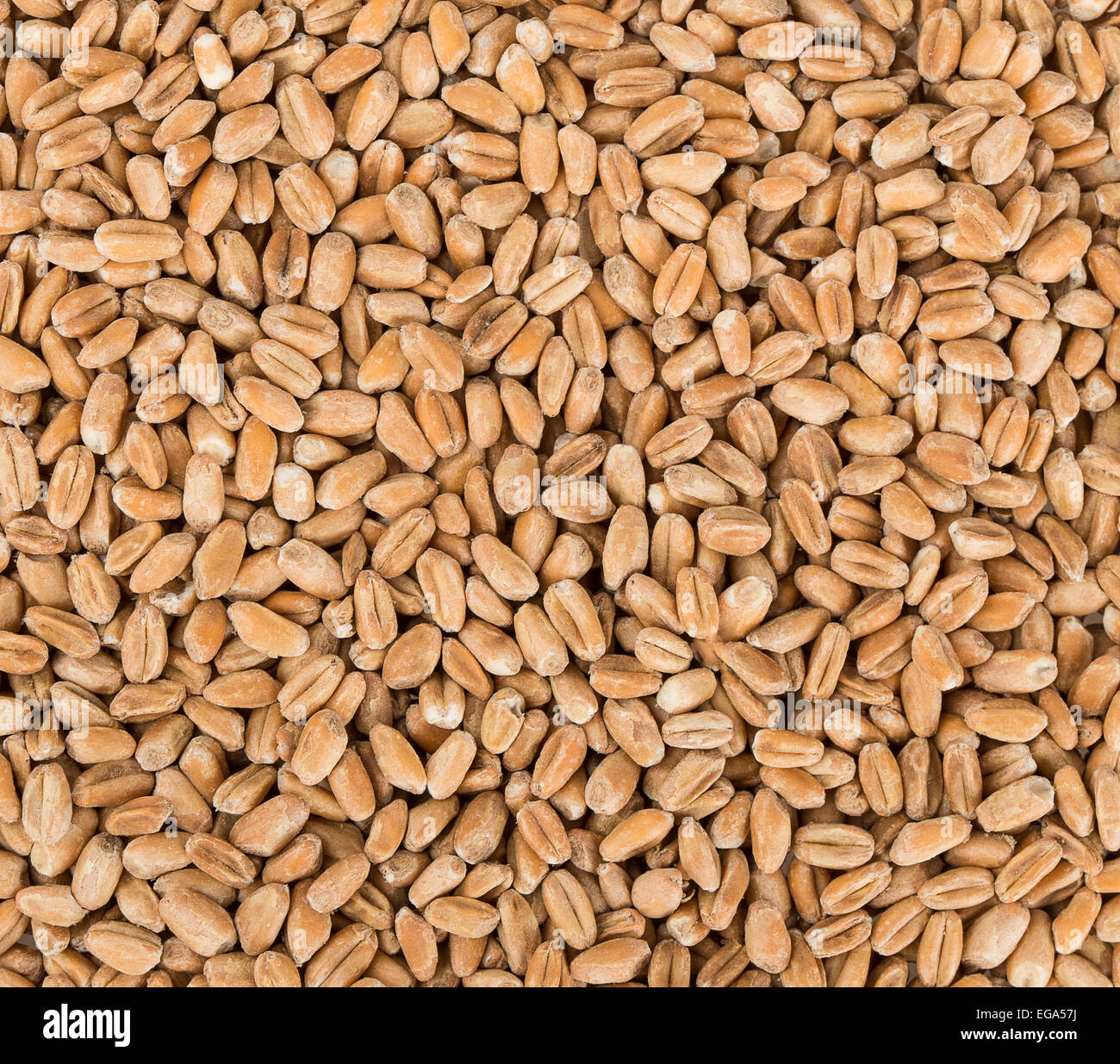 sunflower seeds background close up Stock Photo - Alamy