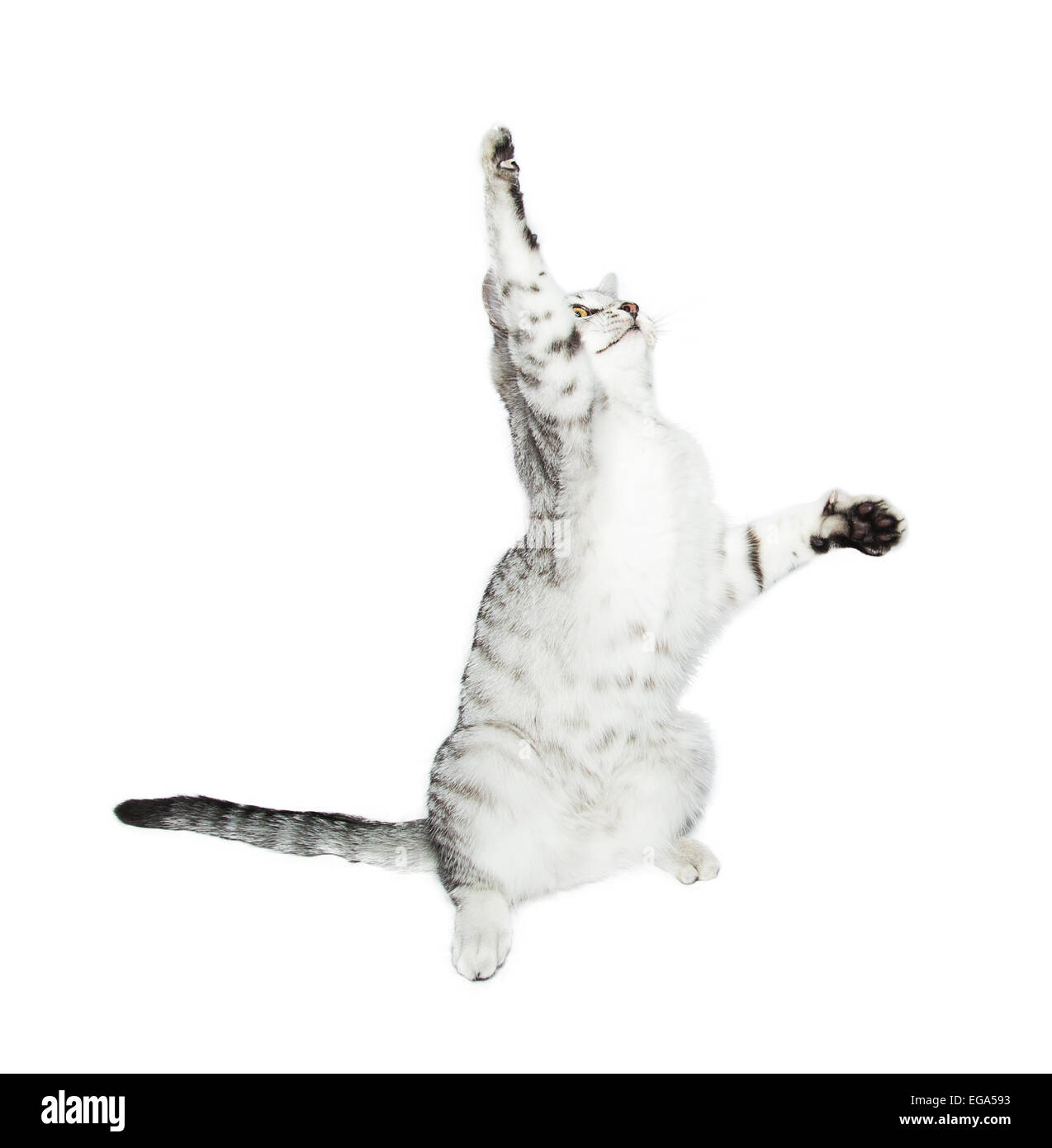 cat isolated on white background Stock Photo - Alamy