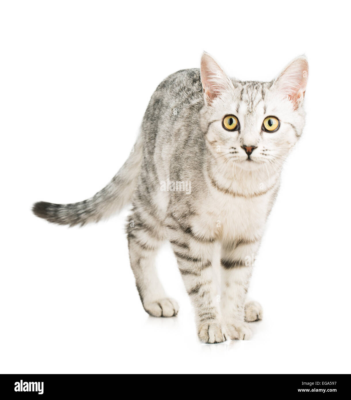 gray cat striped tabby kitten Stock Photo - Alamy
