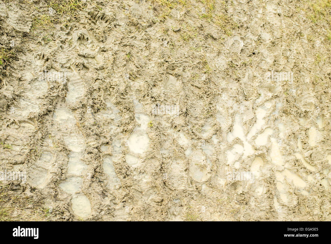 A patchwork of footprints in a rain soaked muddy path Stock Photo - Alamy