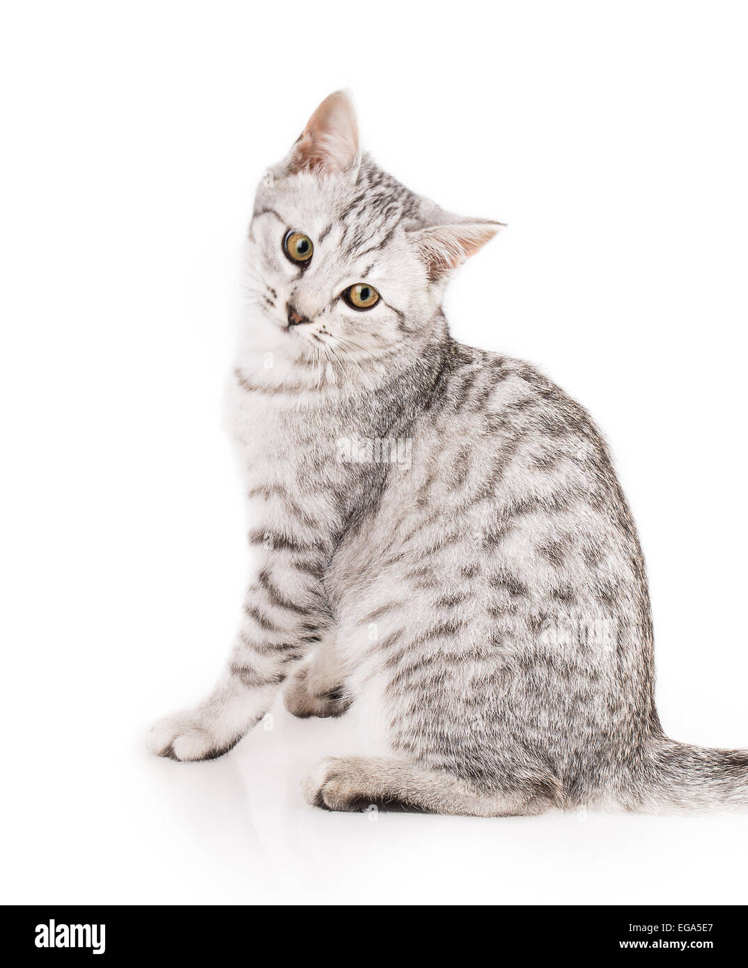 cat isolated on white background Stock Photo - Alamy