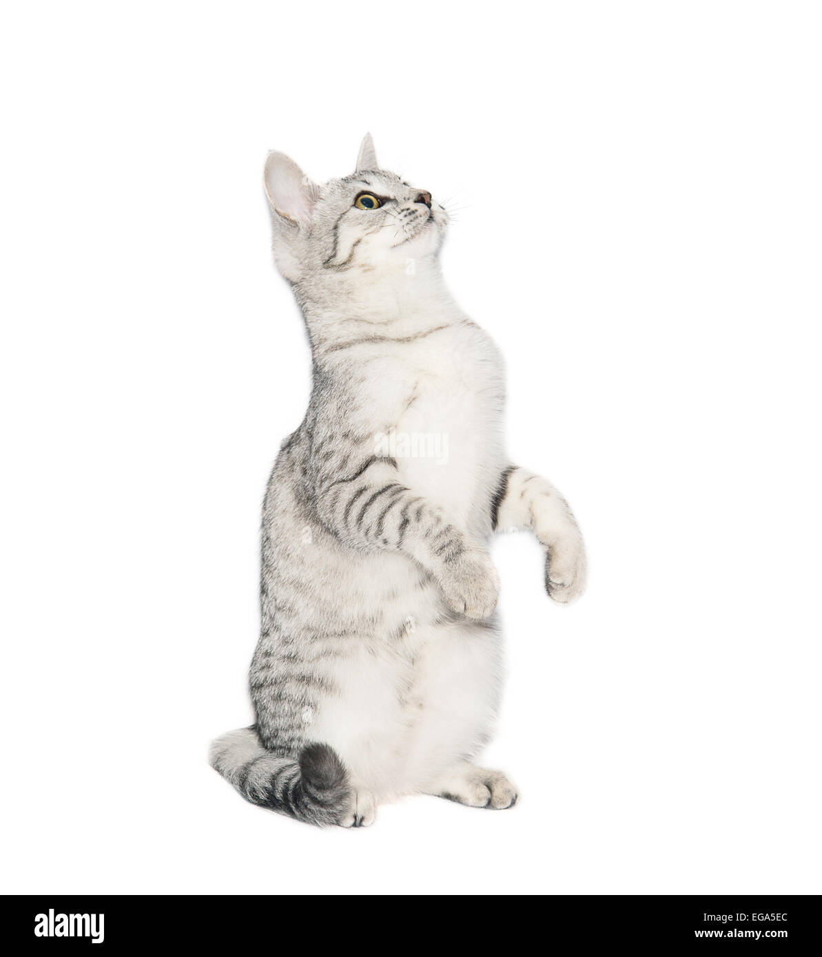 cat isolated on white background Stock Photo - Alamy