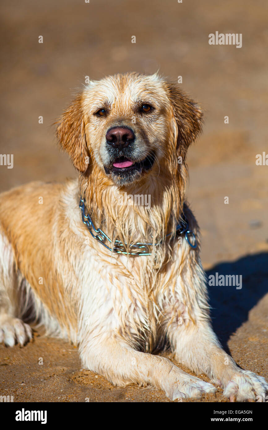 Nice specimen of dog of the race Golden Retriever Stock Photo - Alamy