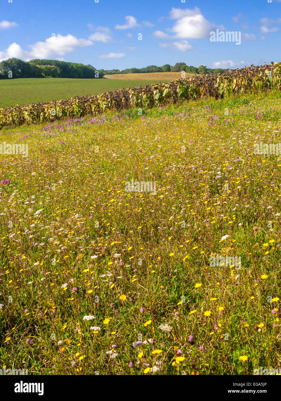 Field dandelions in france hi-res stock photography and images - Alamy