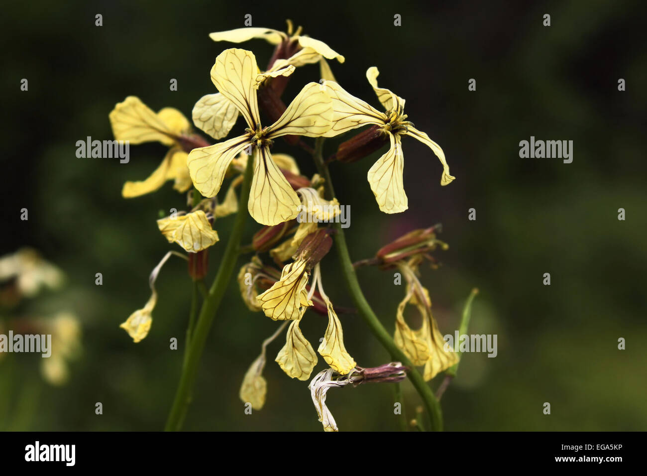 Arugula flowers hi-res stock photography and images - Alamy