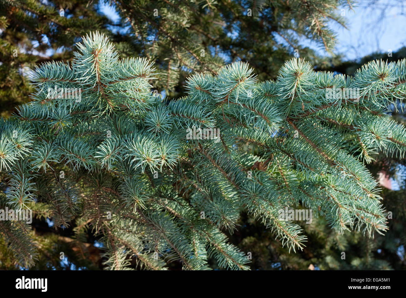 A blue fir tree branch Stock Photo - Alamy