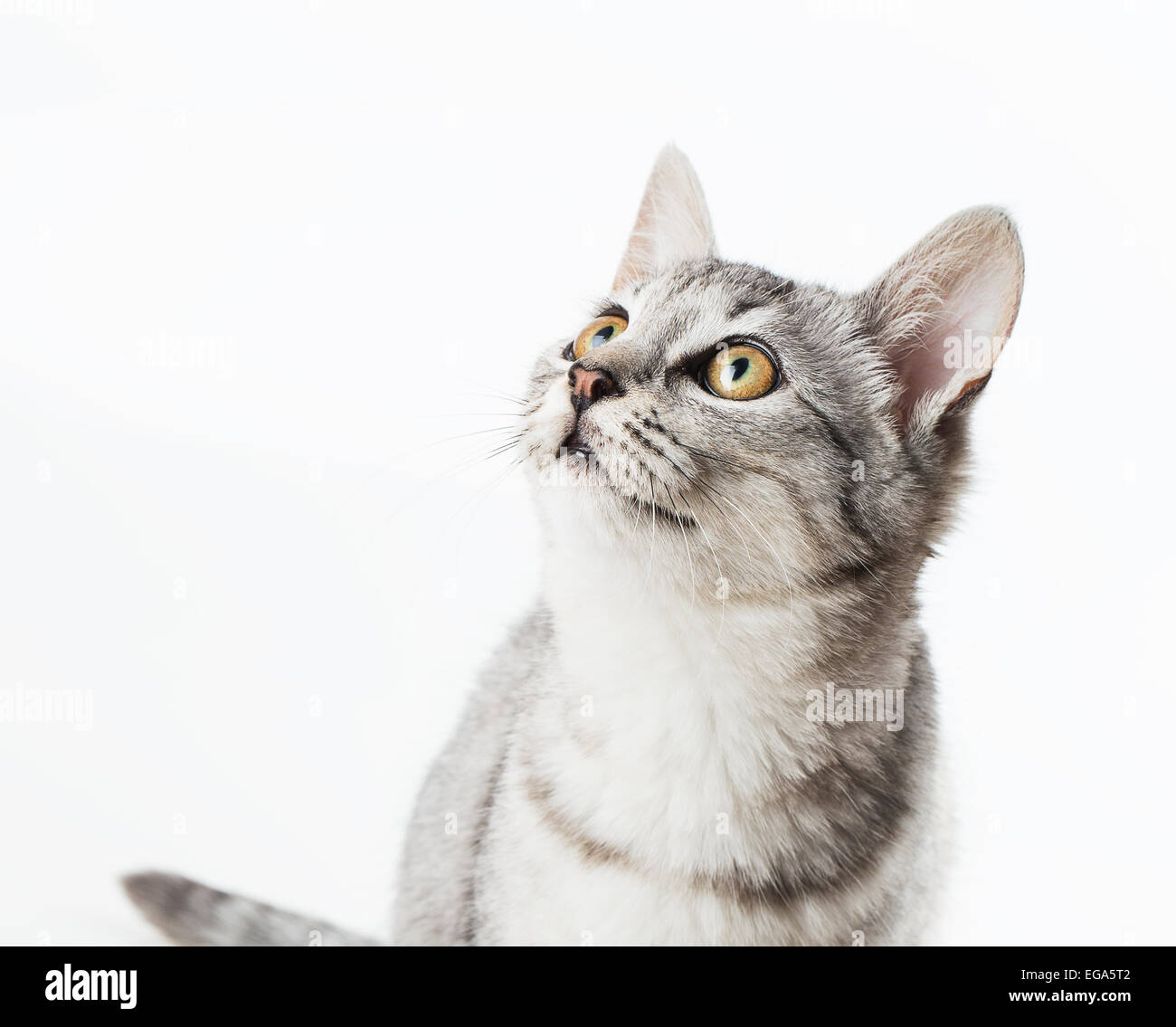 cat isolated on white background Stock Photo - Alamy