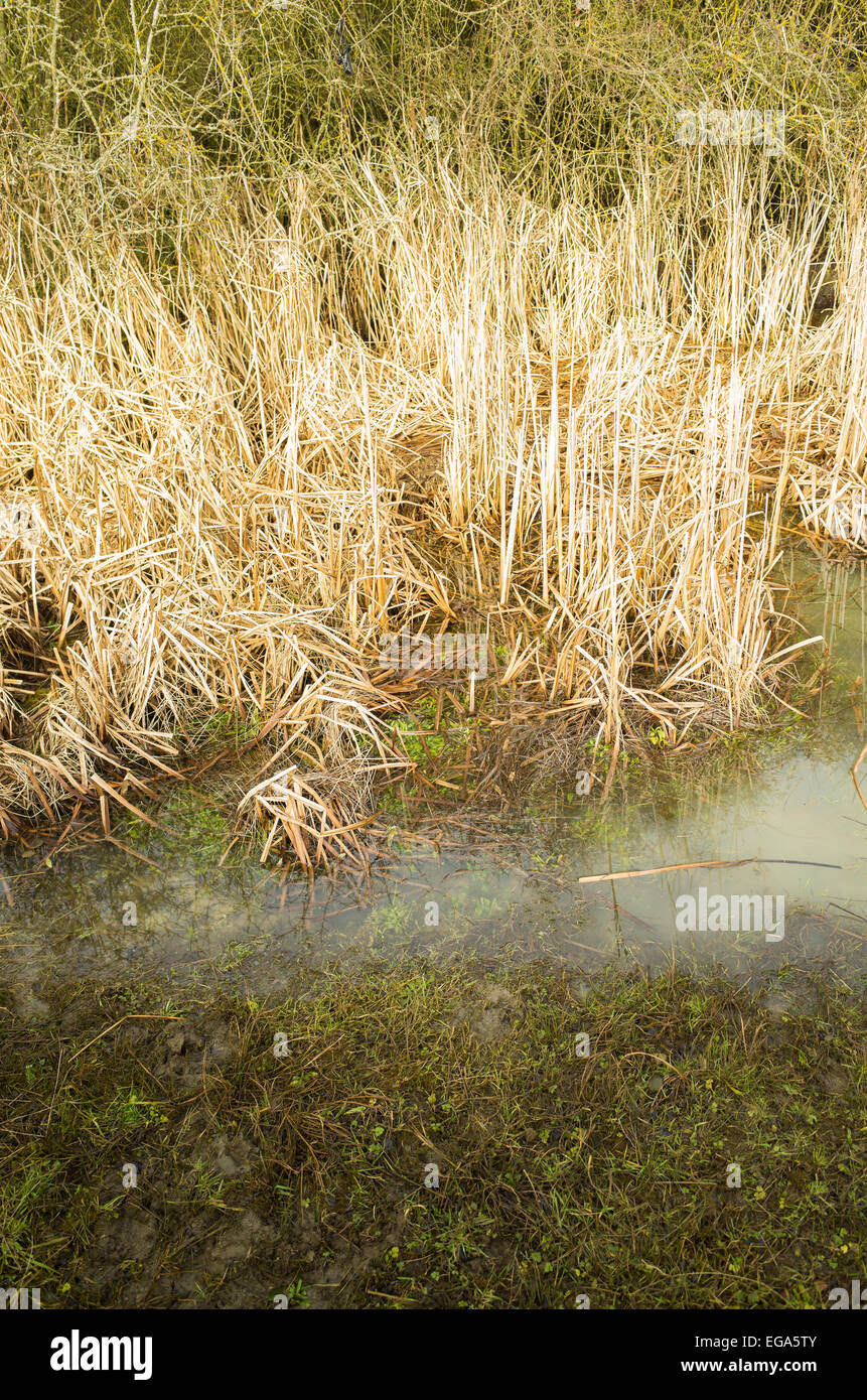 Water contrast reeds hi-res stock photography and images - Alamy