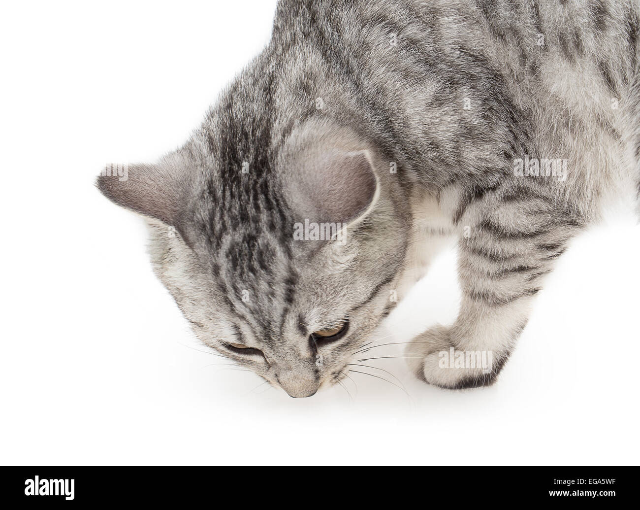 cat isolated on white background Stock Photo - Alamy