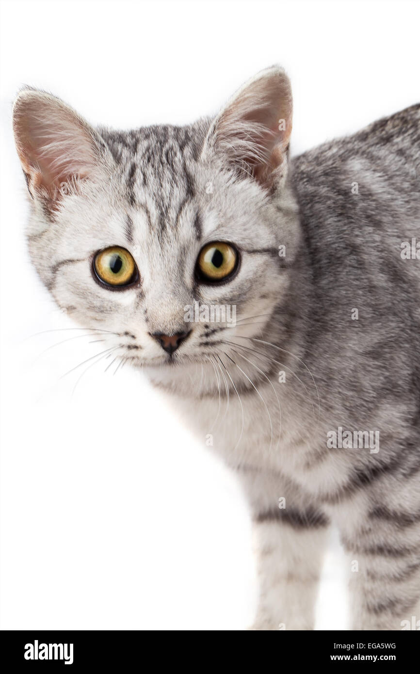 cat isolated on white background Stock Photo - Alamy