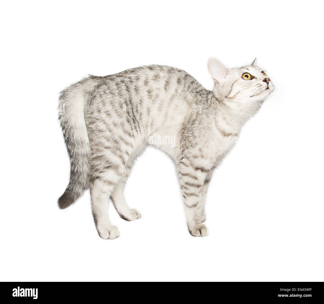 cat isolated on white background Stock Photo - Alamy
