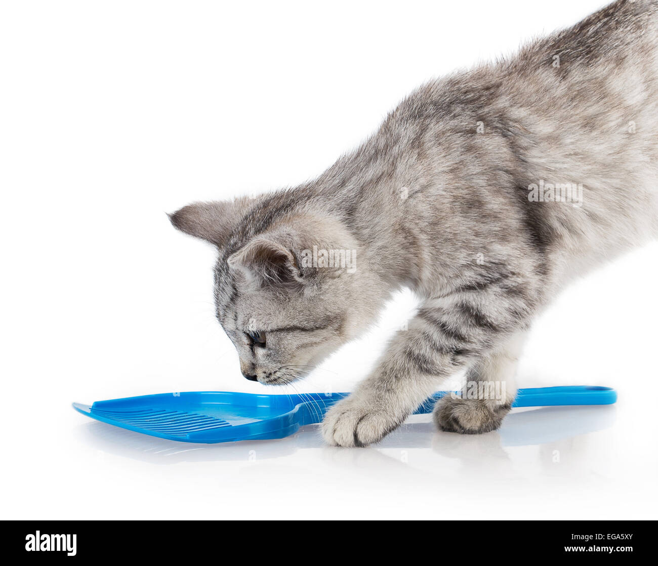 cat isolated on white background Stock Photo - Alamy