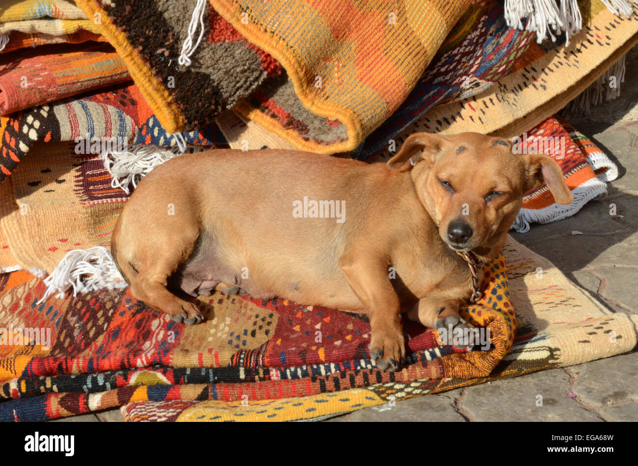 Dog in the carpet souk, Marrakech, Morocco Stock Photo - Alamy