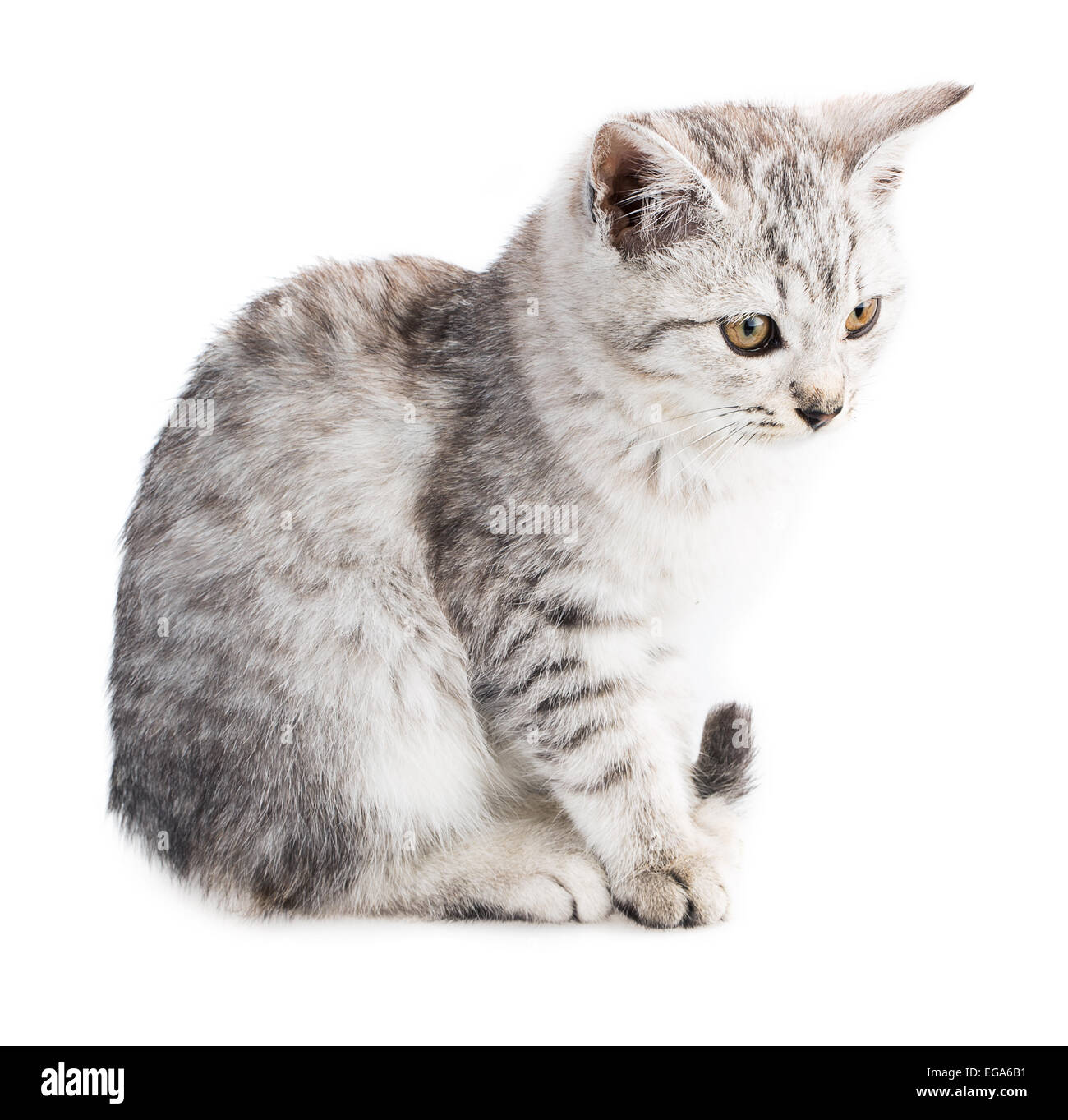 cat isolated on white background Stock Photo - Alamy