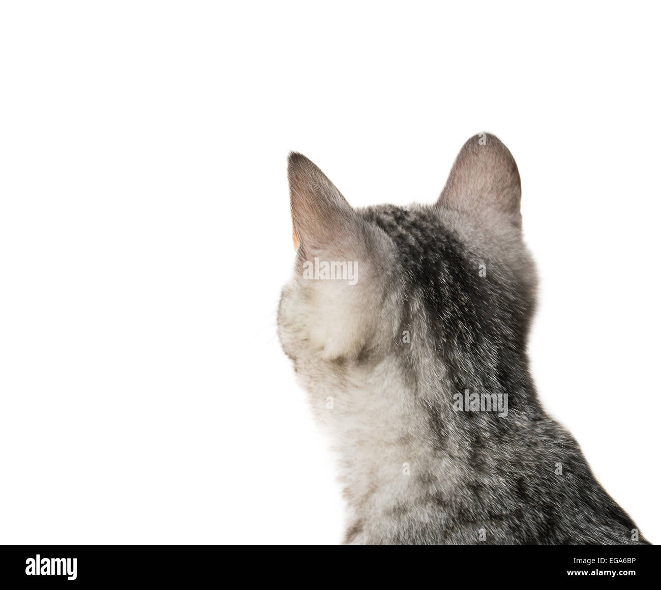 cat isolated on white background Stock Photo - Alamy
