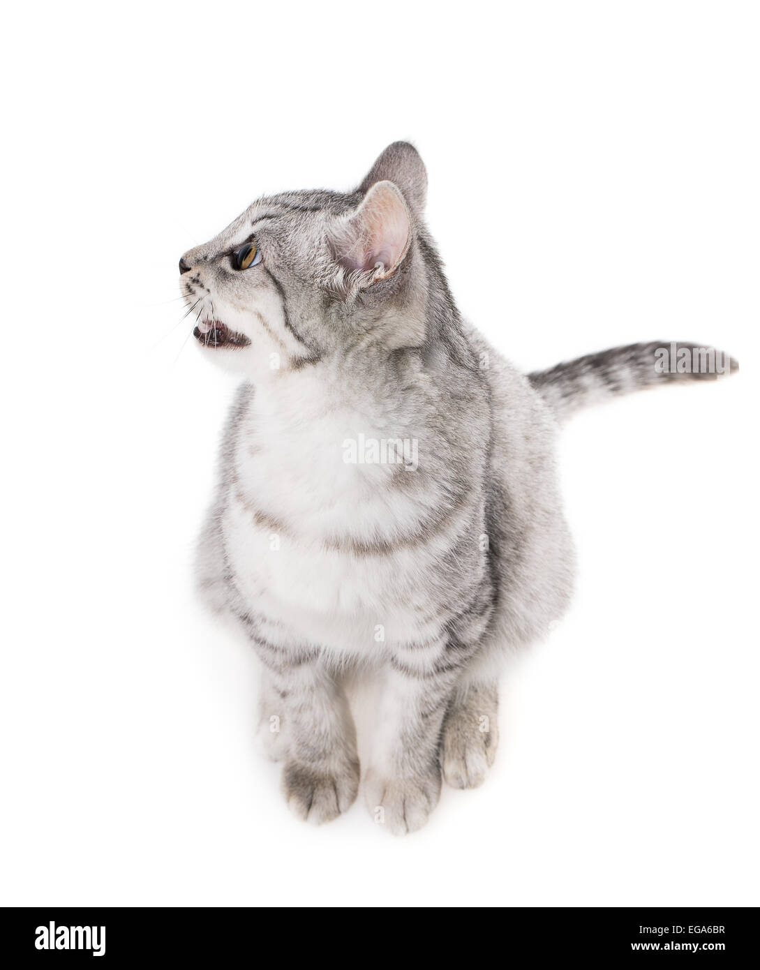 cat isolated on white background Stock Photo - Alamy