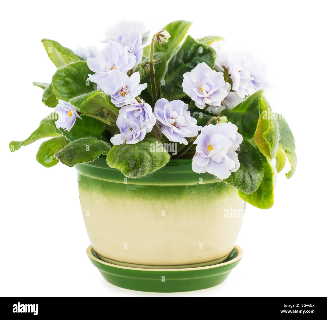 violet flower pot isolated on white background Stock Photo - Alamy