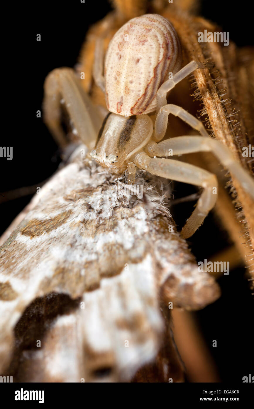 Spider with butterfly hi-res stock photography and images - Alamy