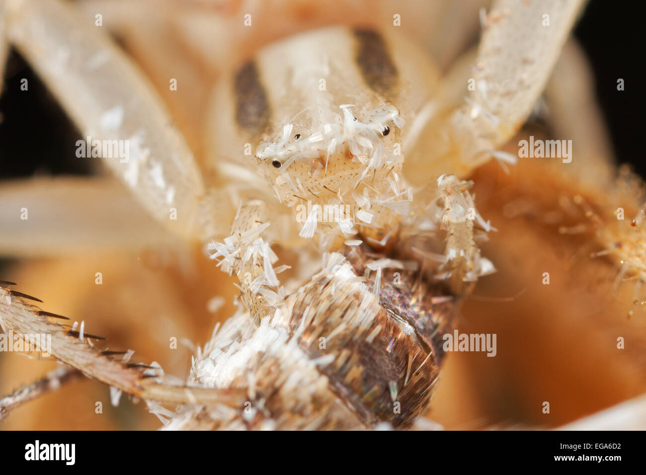 Spider with butterfly hi-res stock photography and images - Alamy