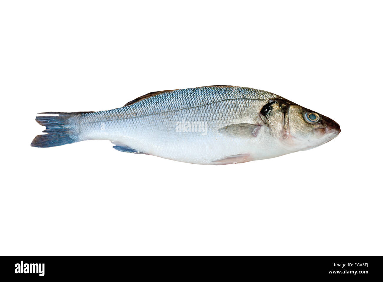 White background sea bass Cut Out Stock Images & Pictures - Alamy