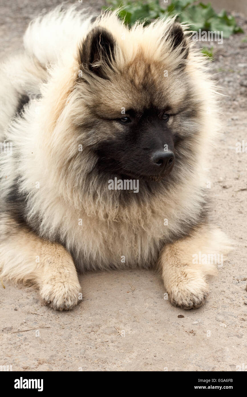 Black dog breed pomeranian hi-res stock photography and images - Alamy