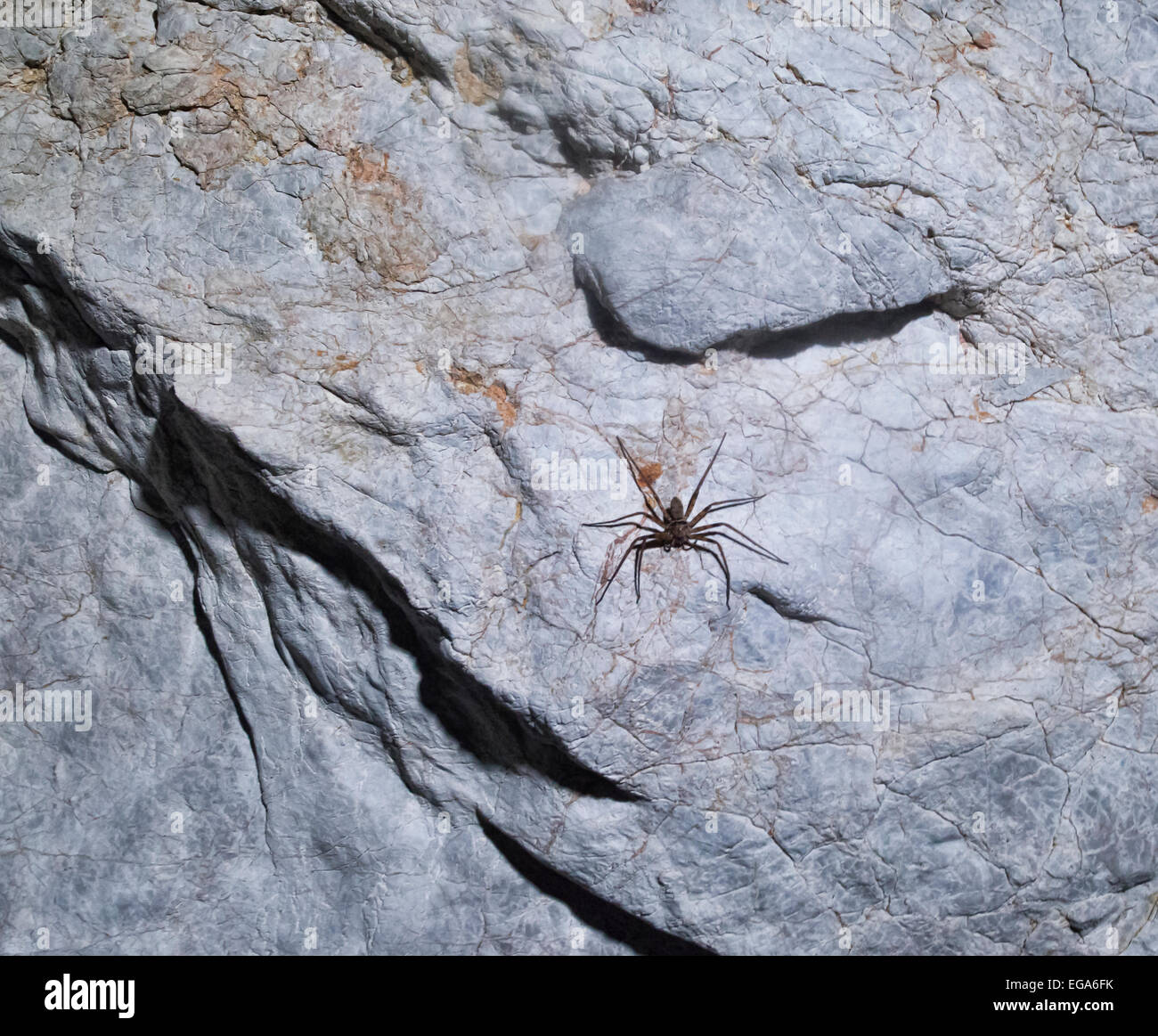 Atm Cave Spiders