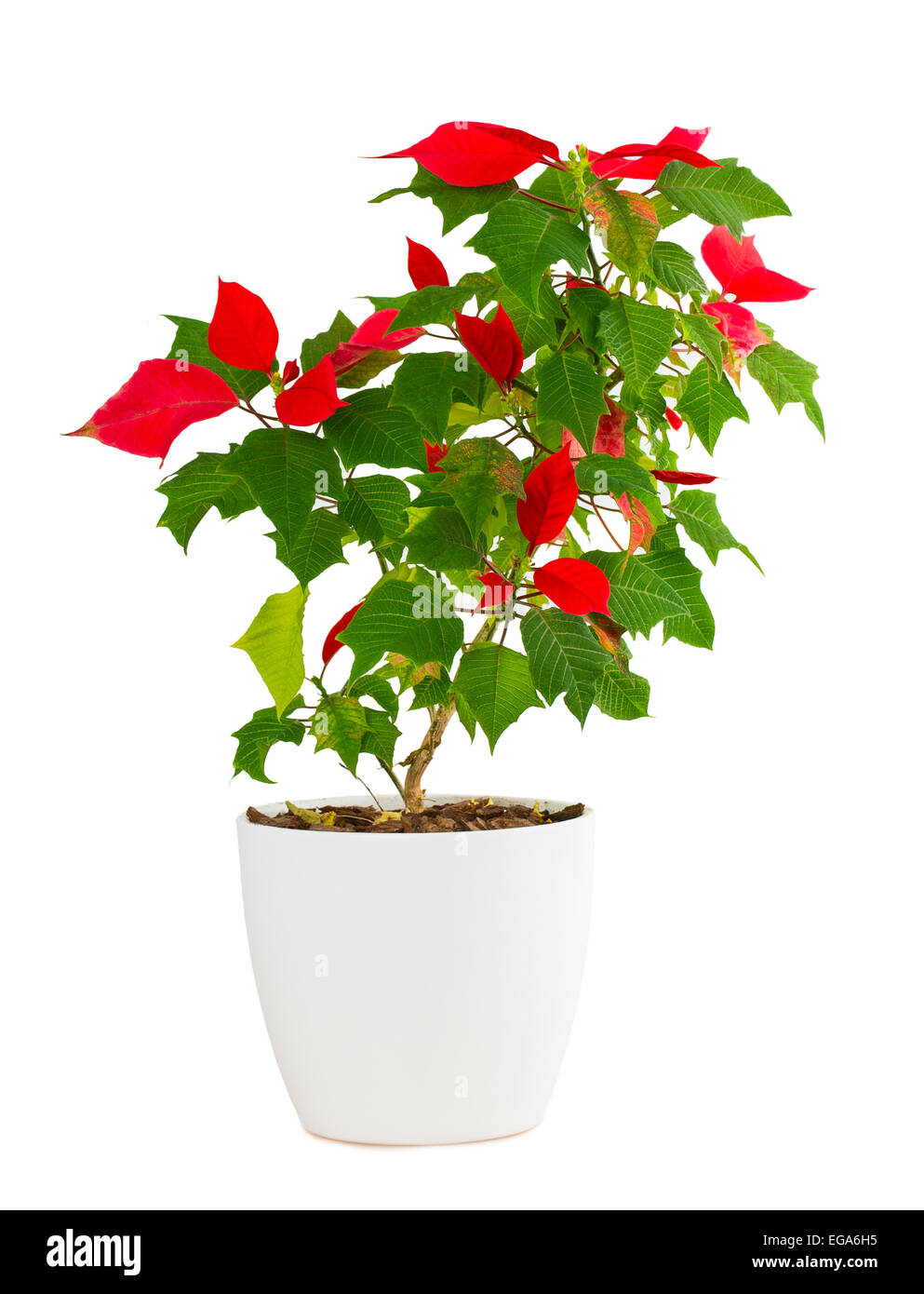 Christmas star flower pot isolated on white background Stock Photo - Alamy