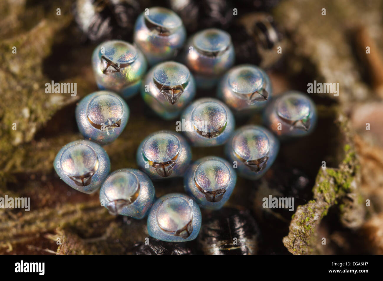Rhaphigaster nebulosa eggs Stock Photo - Alamy