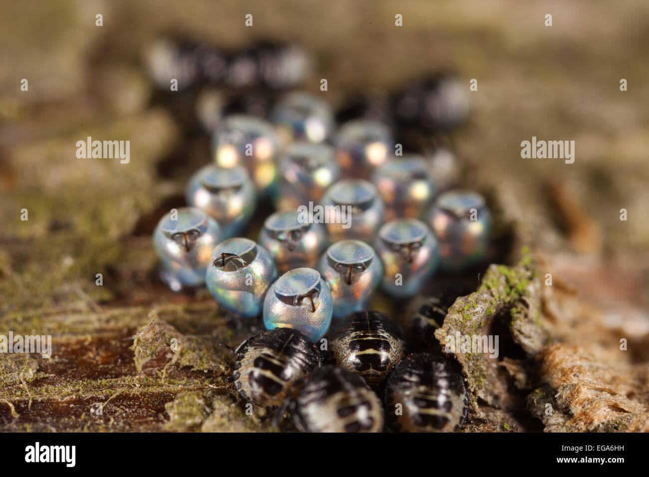 Rhaphigaster nebulosa eggs Stock Photo - Alamy