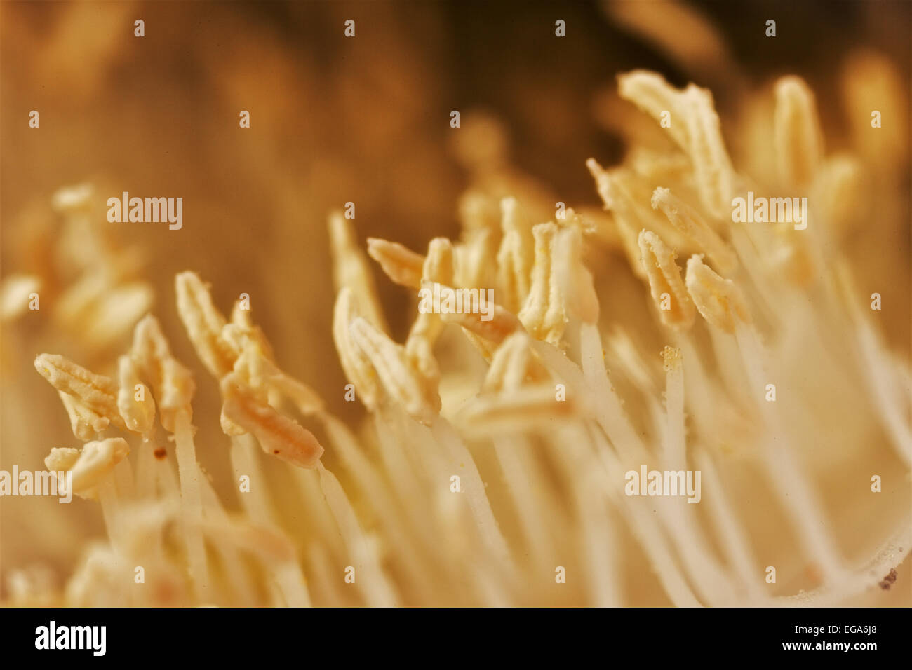 Inside flower hi-res stock photography and images - Alamy