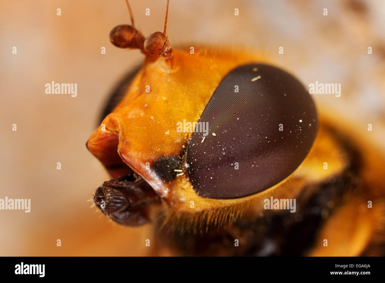 Head bee and compound eyes in macrophotography Stock Photo - Alamy