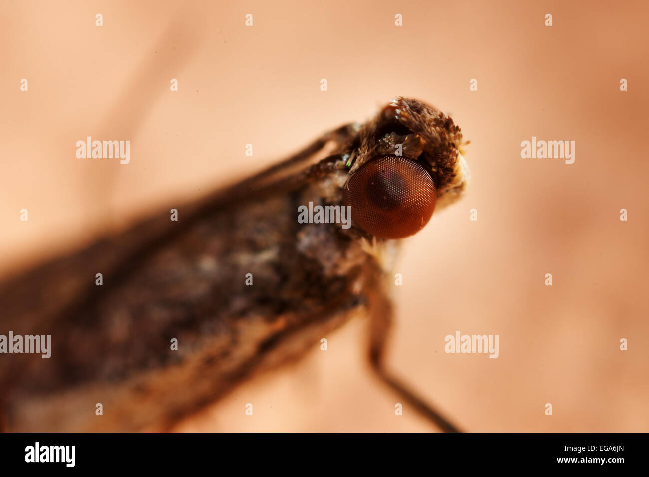 Butterfly head and compound eyes in macrophotography Stock Photo - Alamy