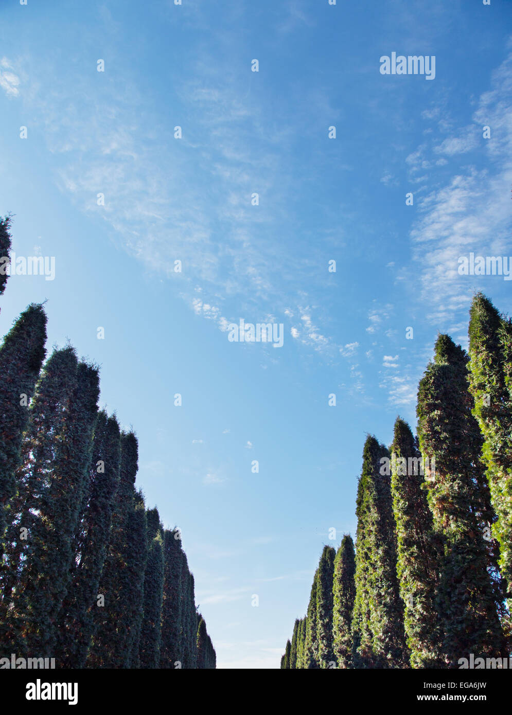 trees alley sky sky landscape Stock Photo - Alamy
