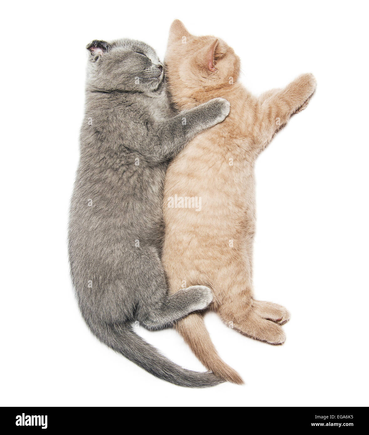 Ginger sleep Cut Out Stock Images & Pictures - Alamy