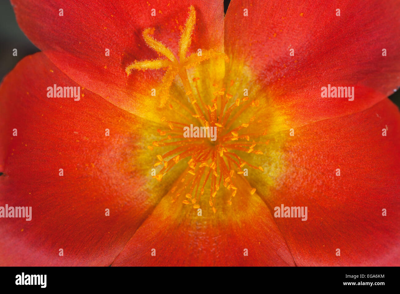 Biology filament hi-res stock photography and images - Alamy