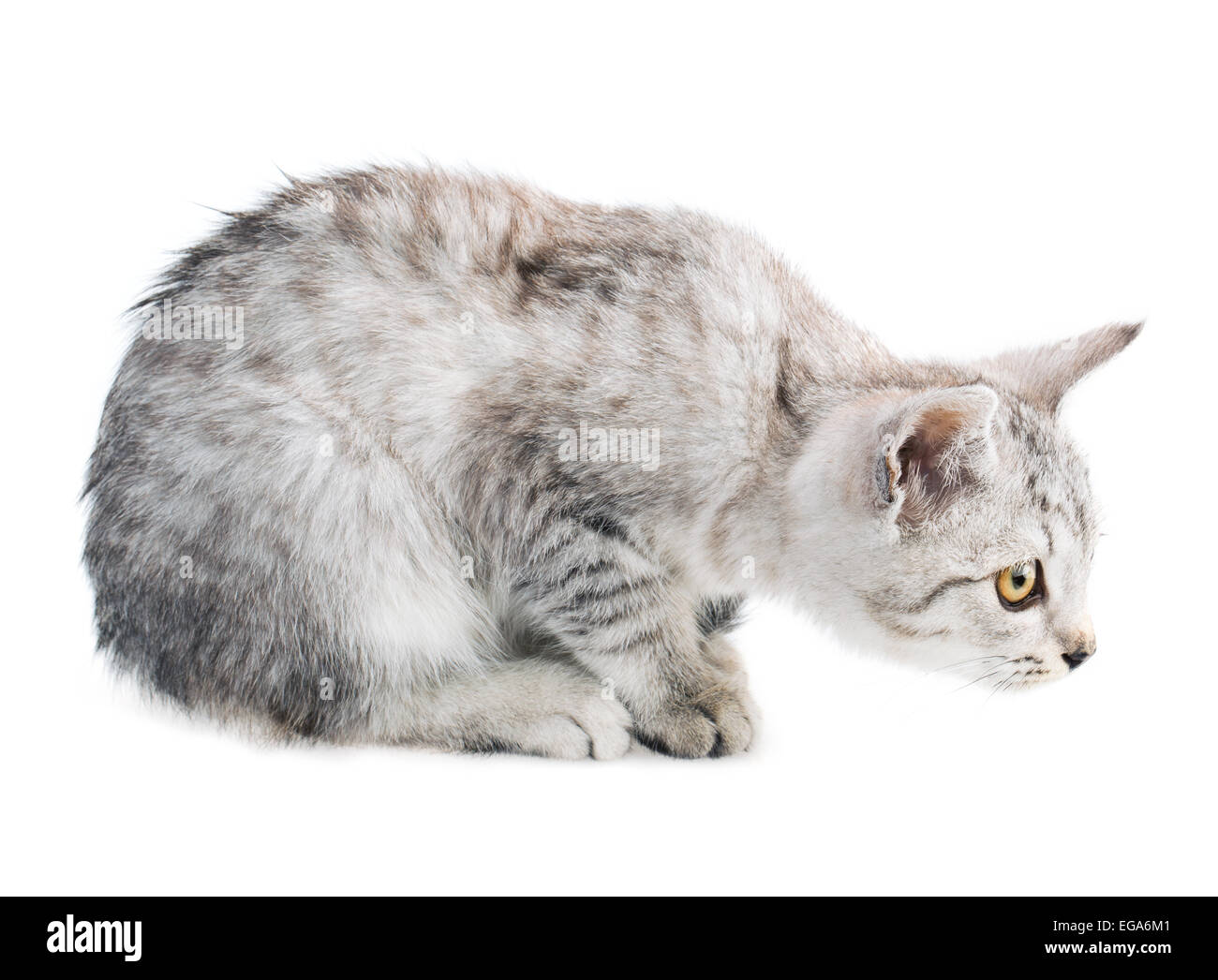 cat isolated on white background Stock Photo - Alamy