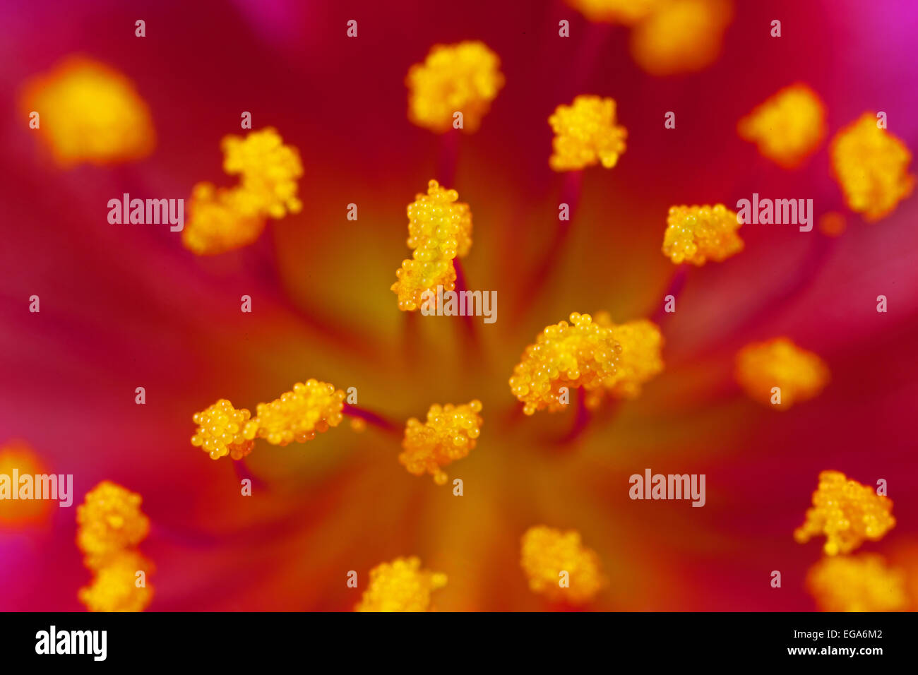 Inside flower hi-res stock photography and images - Alamy