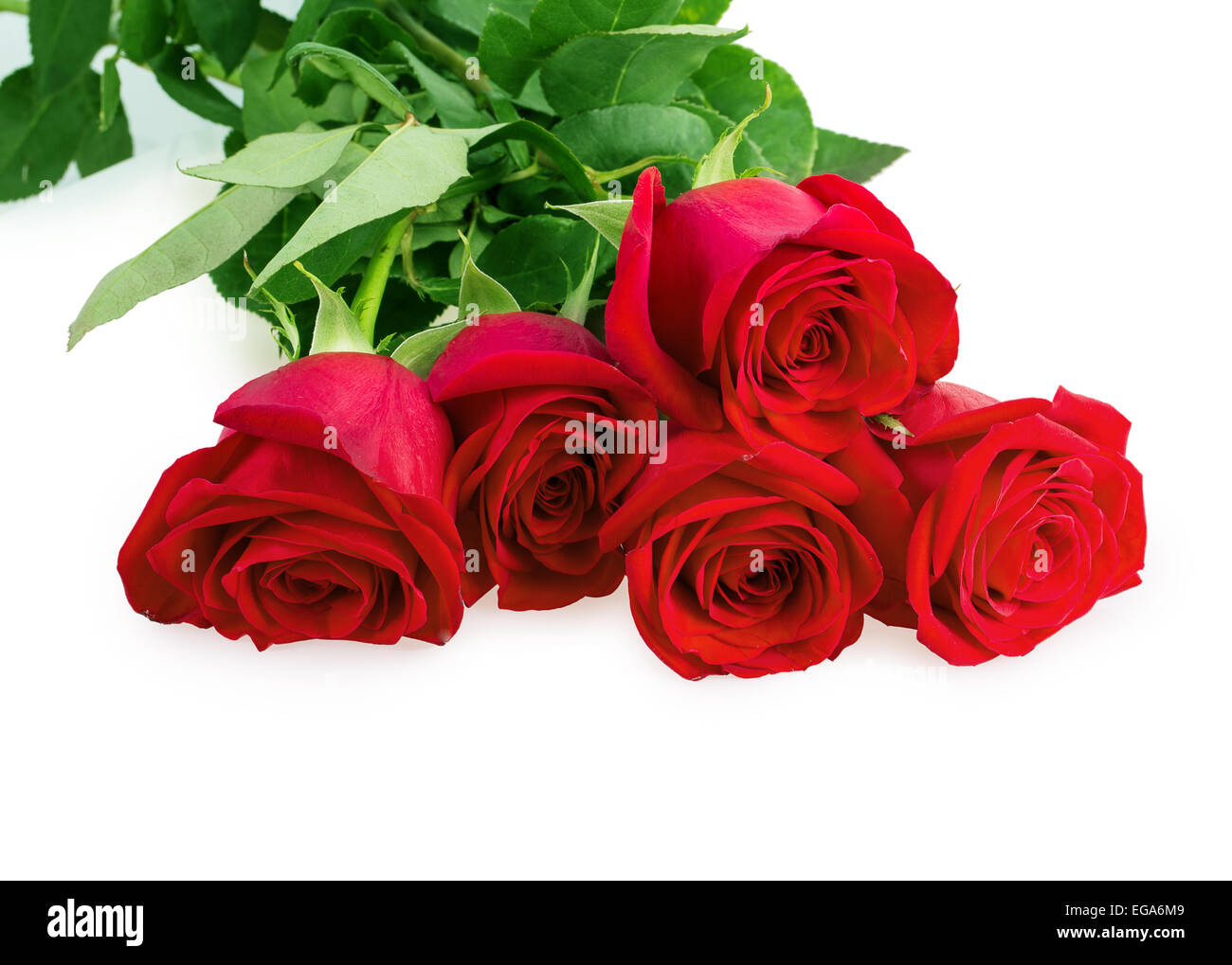 red pink roses isolated on white background Stock Photo - Alamy