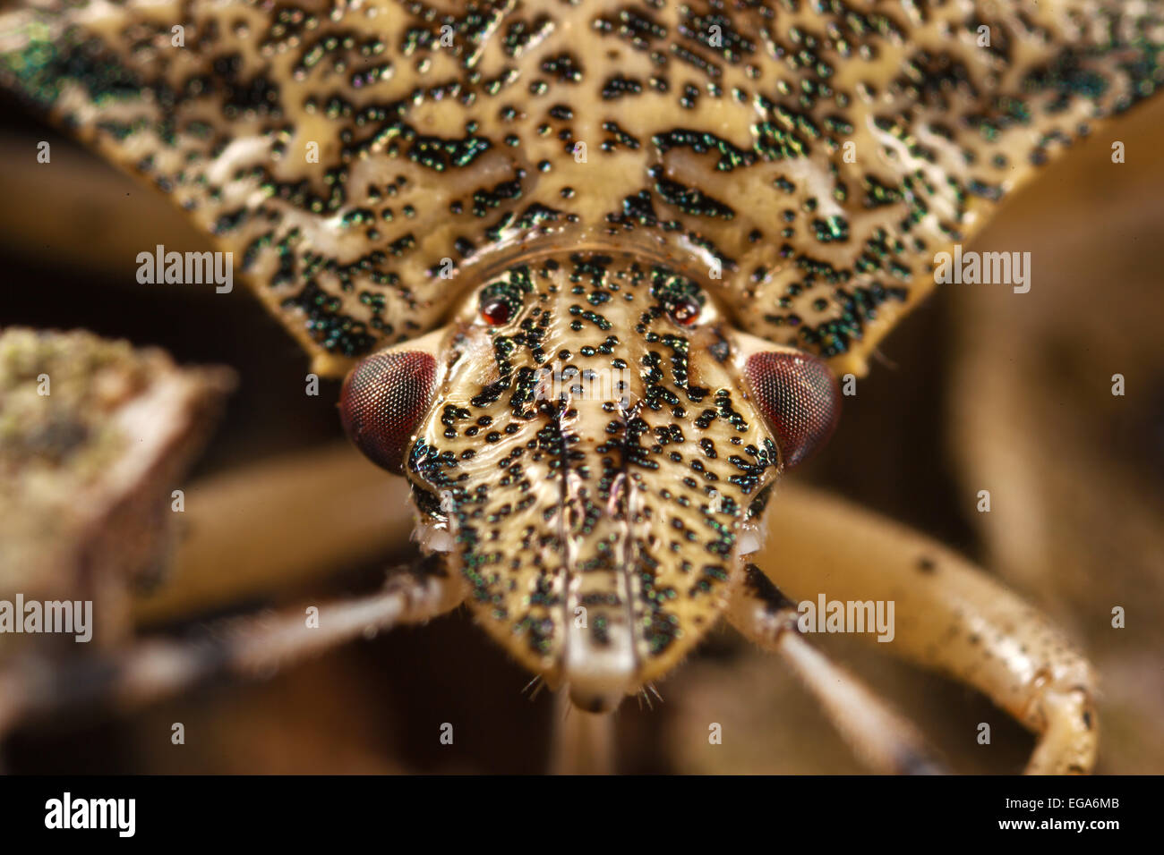Rhaphigaster nebulosa in macrophotography Stock Photo - Alamy