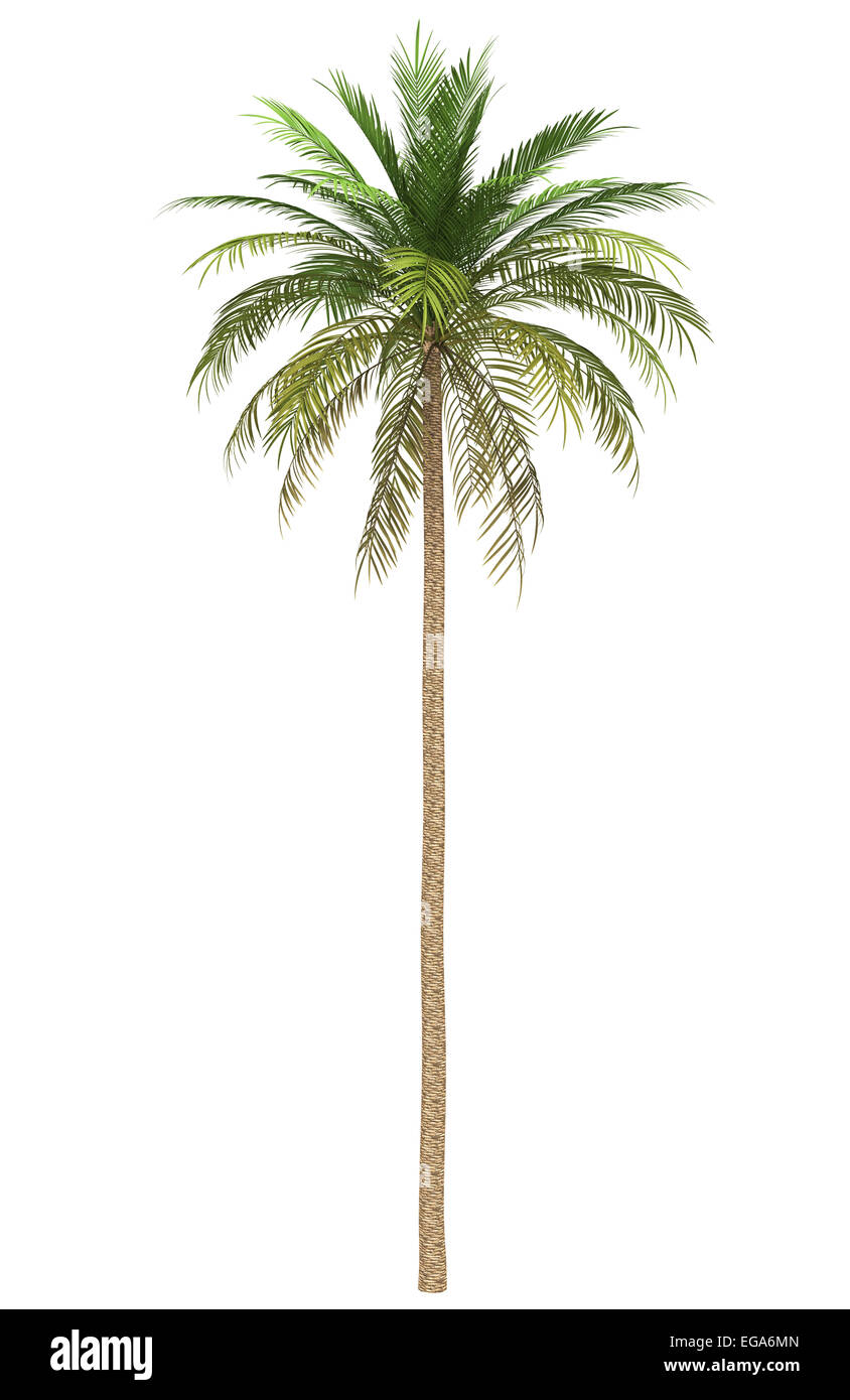 date palm tree isolated on white background Stock Photo - Alamy