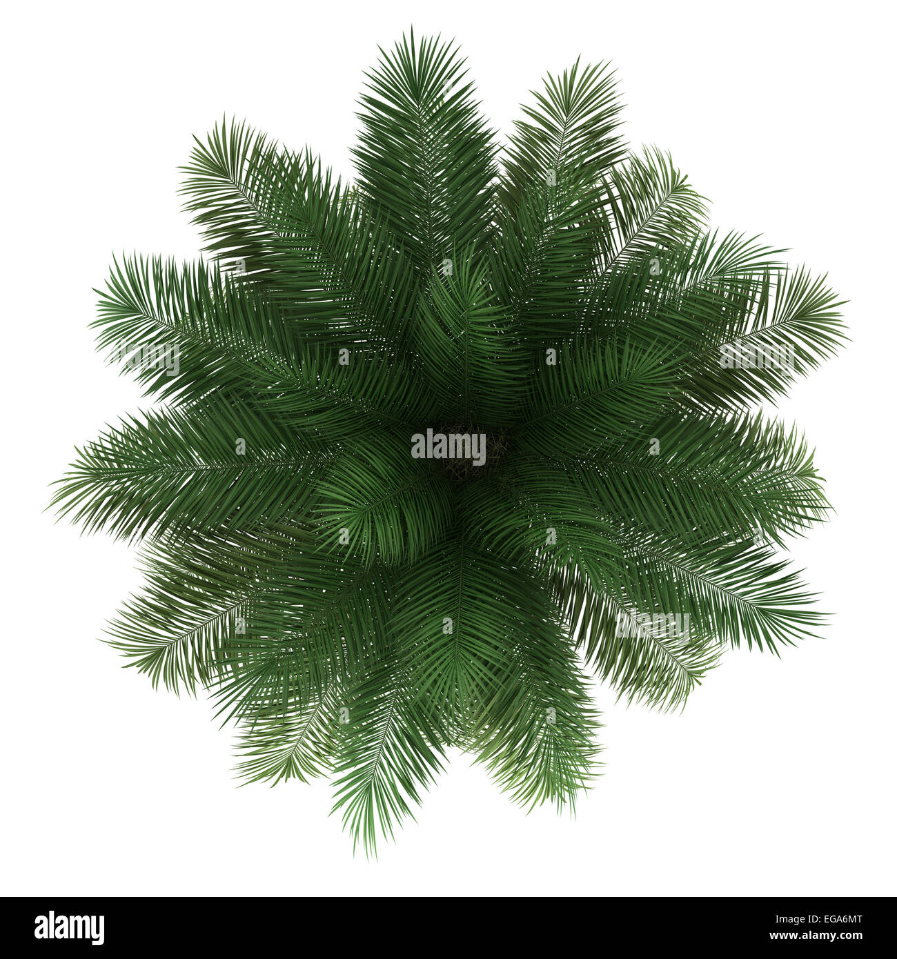 Palm Tree Top View Png