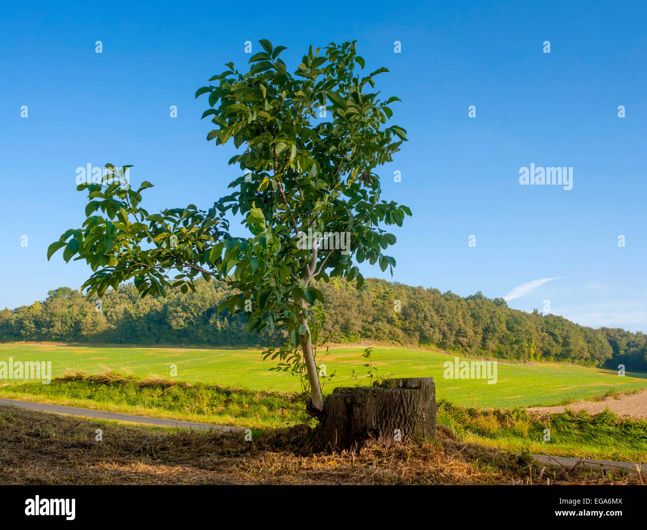 Young Walnut sapling growing from old cut trunk base - France Stock ...
