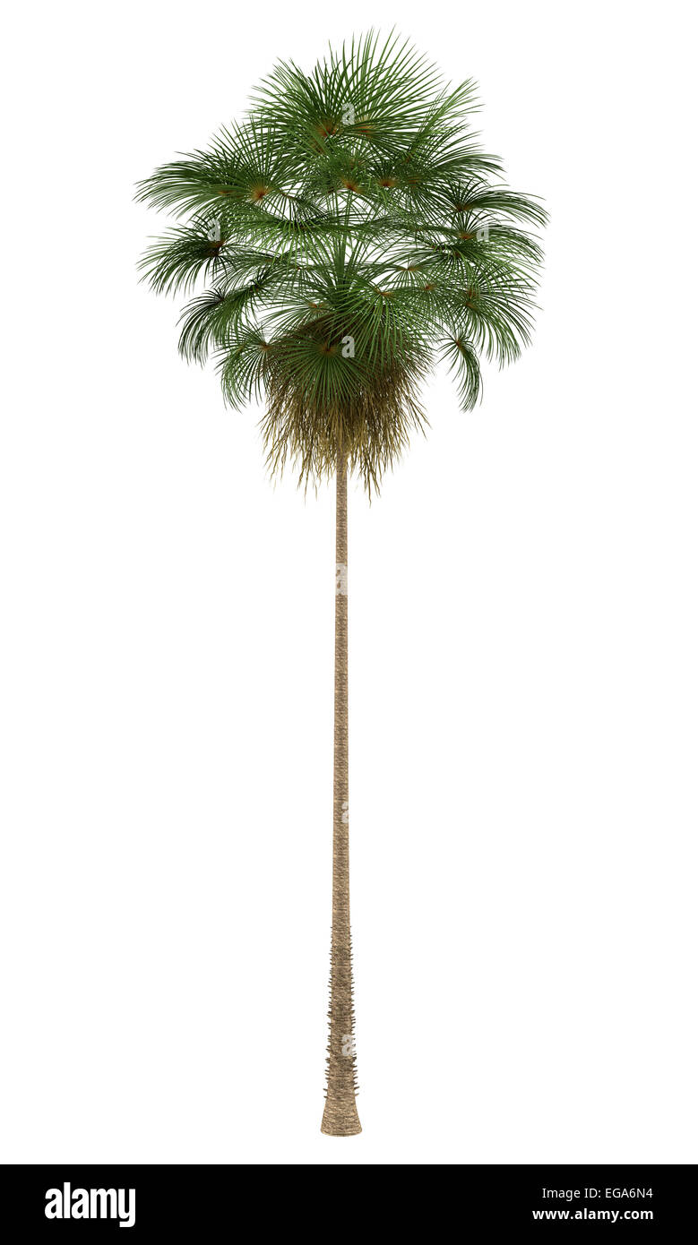 Washingtonia robusta mexican fan palm hi-res stock photography and ...