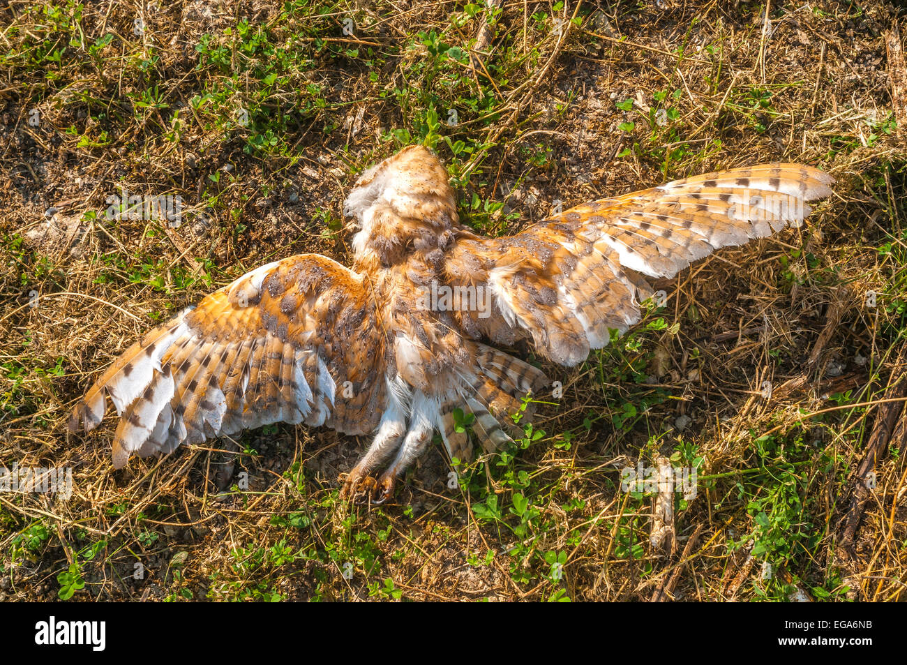 Accident dead hi-res stock photography and images - Alamy