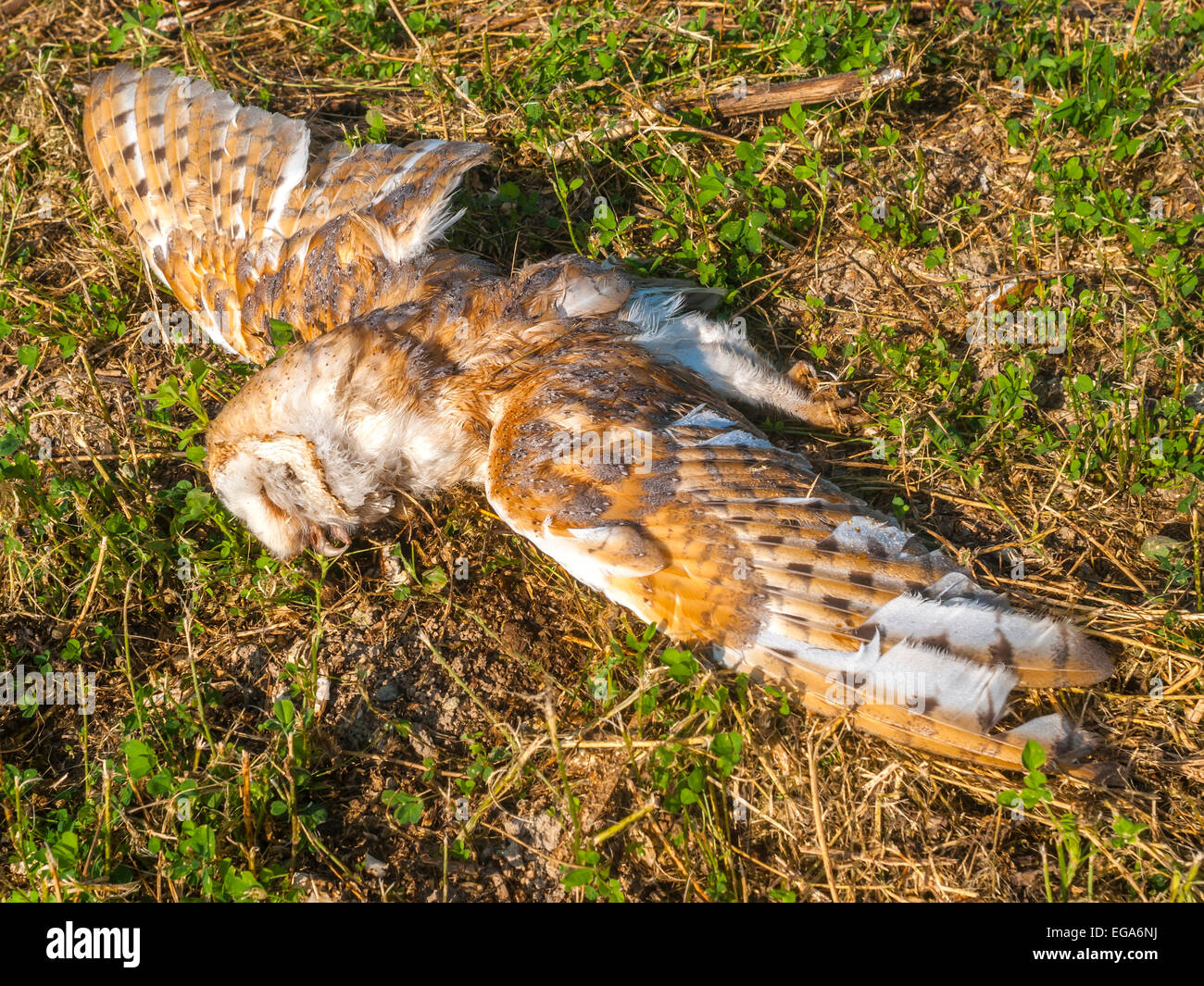 Dead Barn Owl / accident victim - France Stock Photo - Alamy