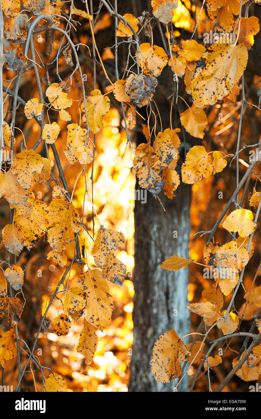 tree leaves yellow autumn landscape Stock Photo - Alamy